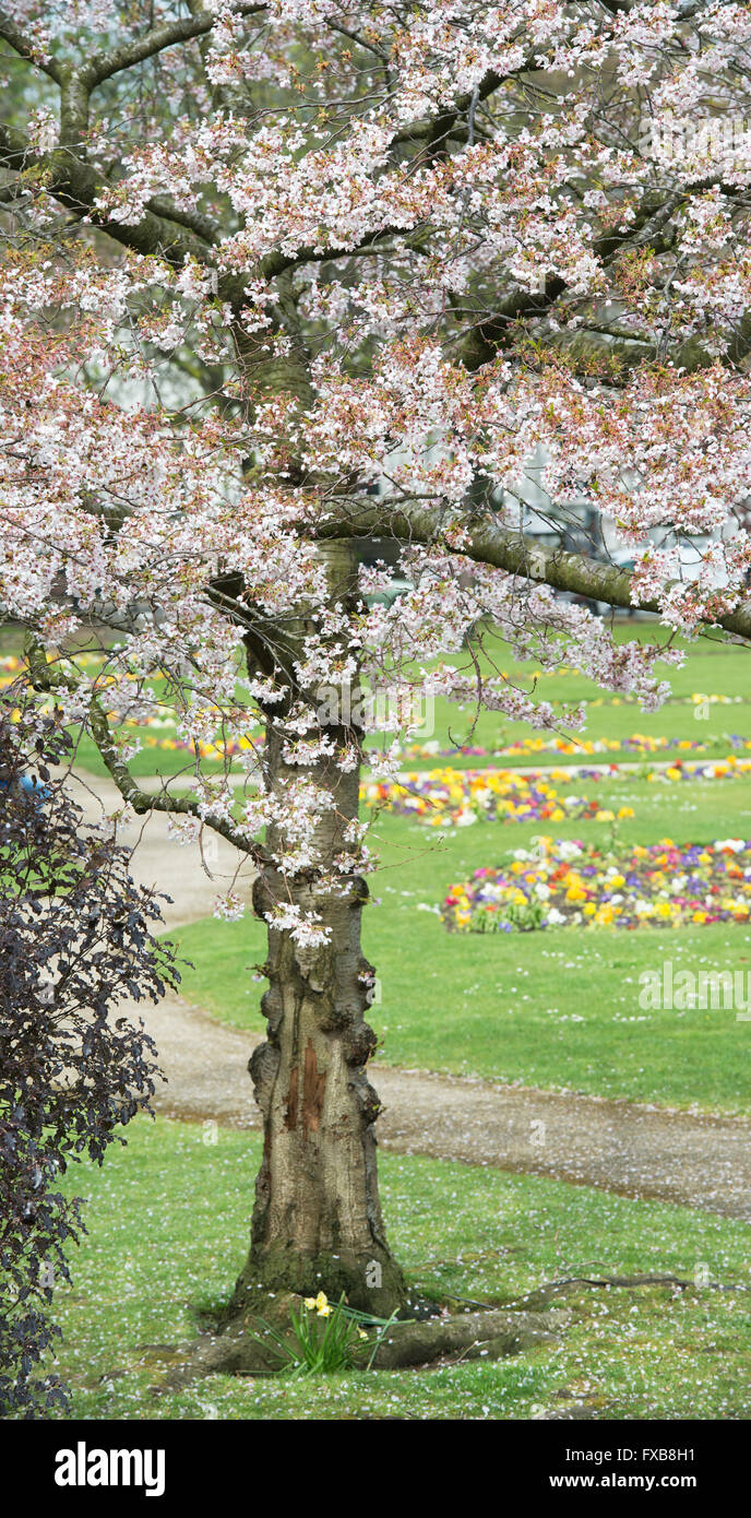 Prunus. Cherry trees in blossom in a Cheltenham town park. Cheltenham ...