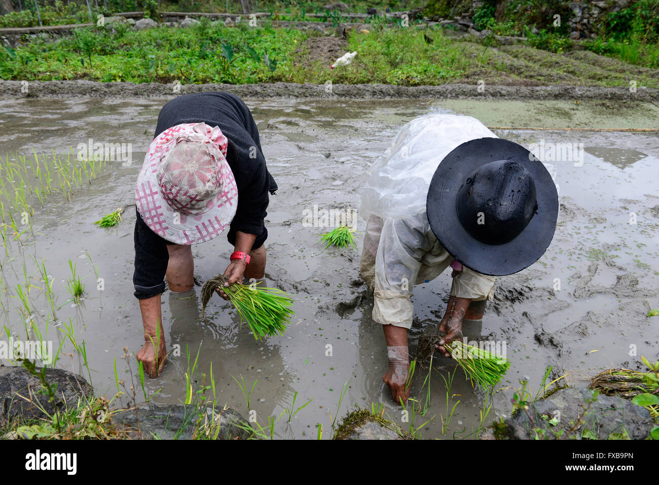 PHILIPPINES, Mountain Province, Cordilleras, Bontoc, rice farming ...