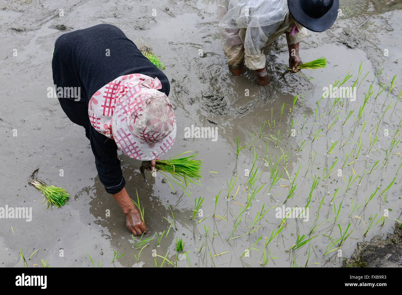 PHILIPPINES, Mountain Province, Cordilleras, Bontoc, rice farming ...