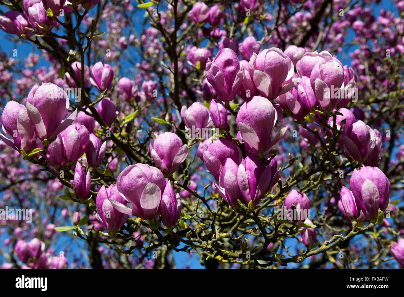 Close up on flowers of Magnolia tree Stock Photo - Alamy