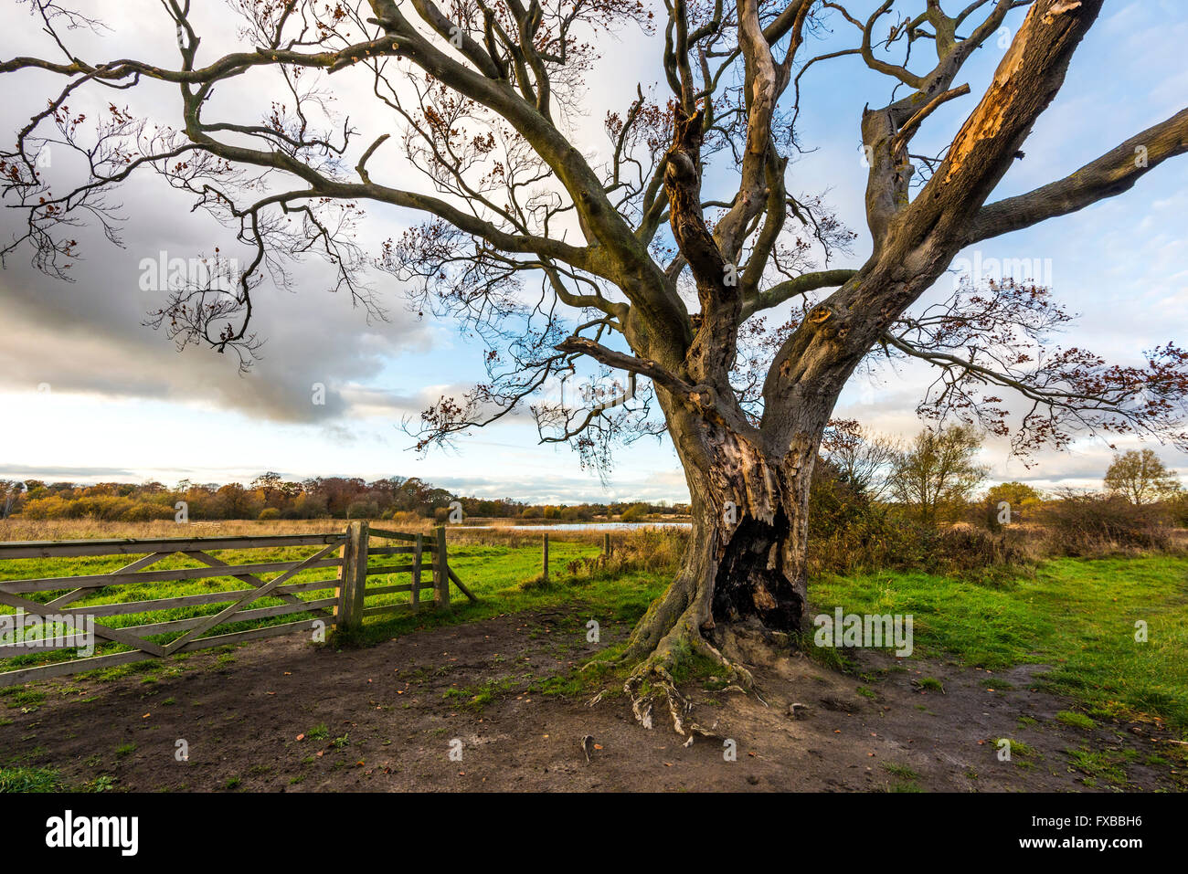 Half burnt tree hi-res stock photography and images - Alamy