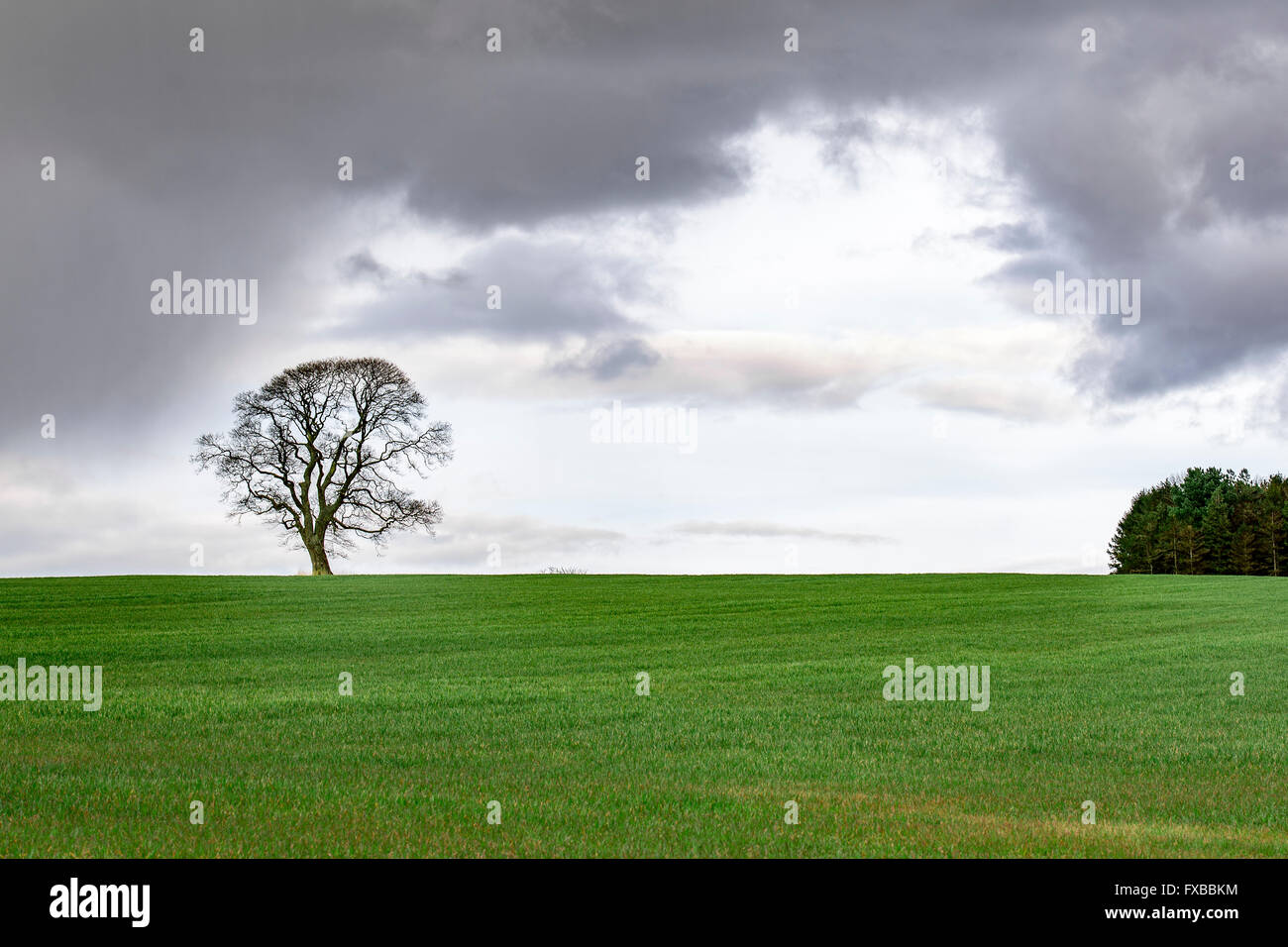 Single tree field hi-res stock photography and images - Alamy