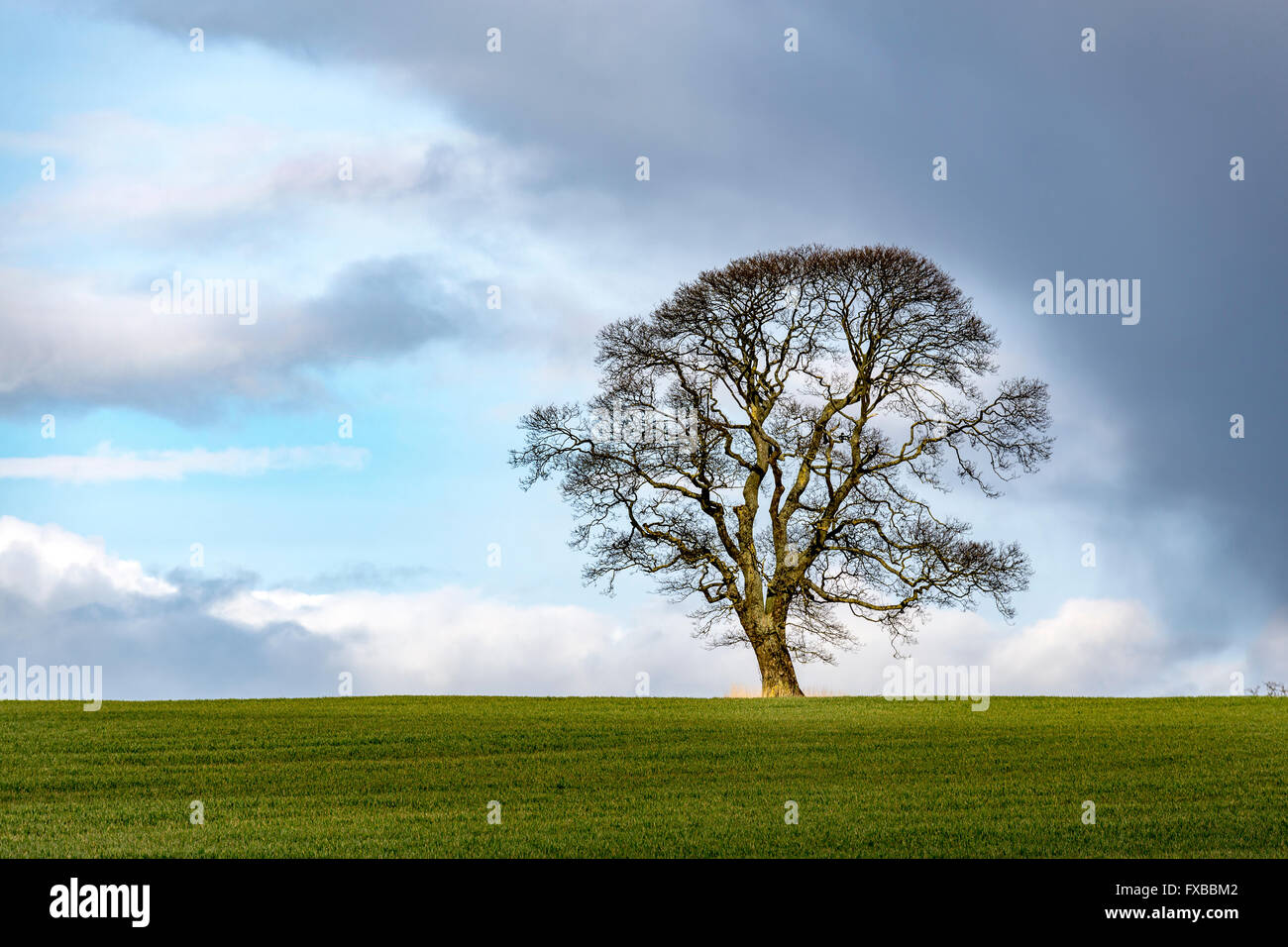 Single tree in the middle of the wheat field Stock Photo - Alamy
