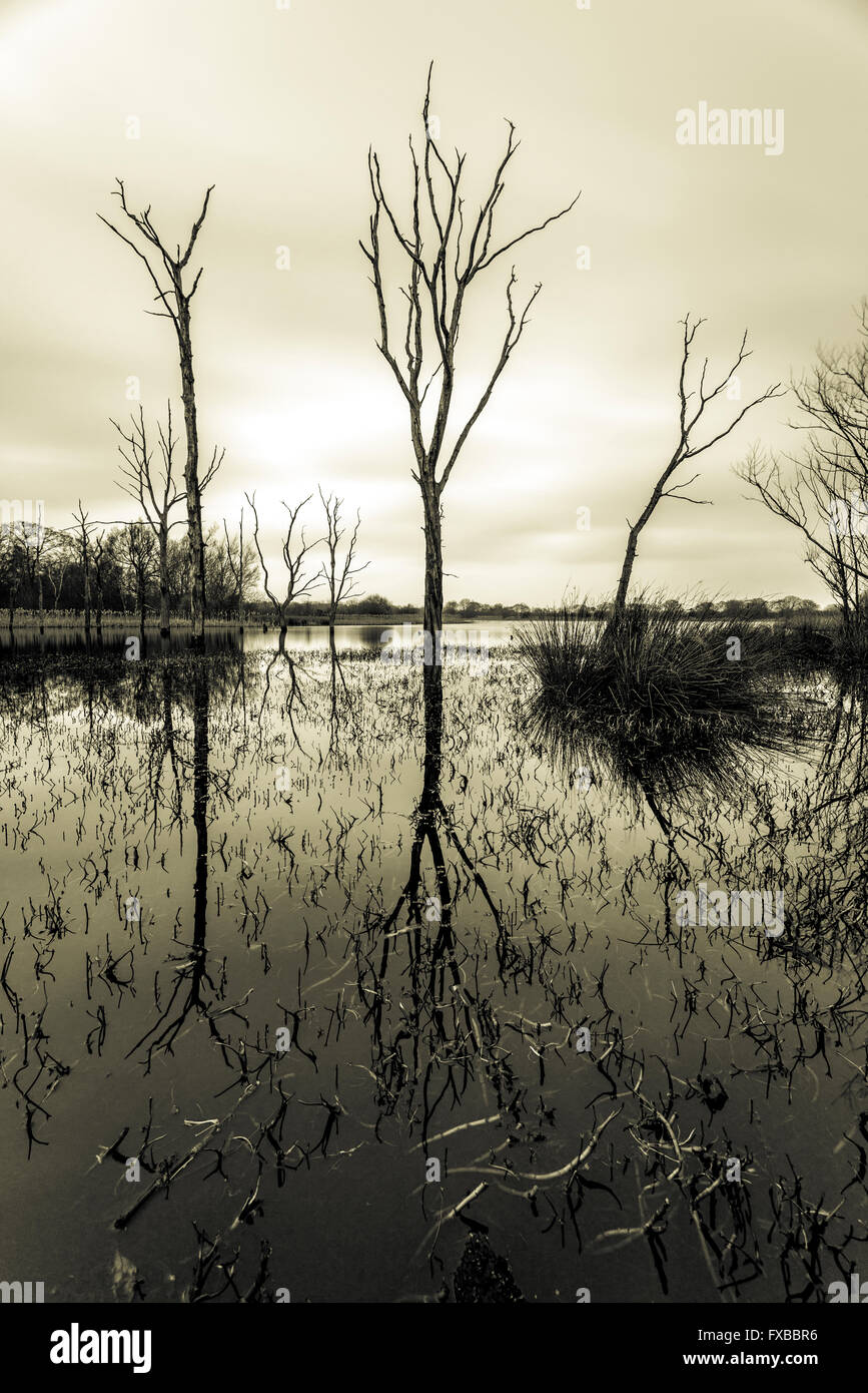 Tree dead reflection water hi-res stock photography and images - Alamy