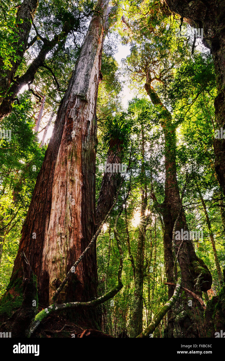 Canopy light hi-res stock photography and images - Alamy