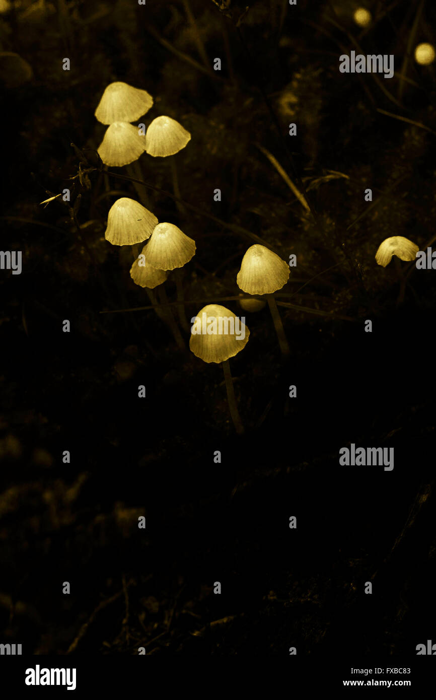 fungi in the rainforest Stock Photo - Alamy
