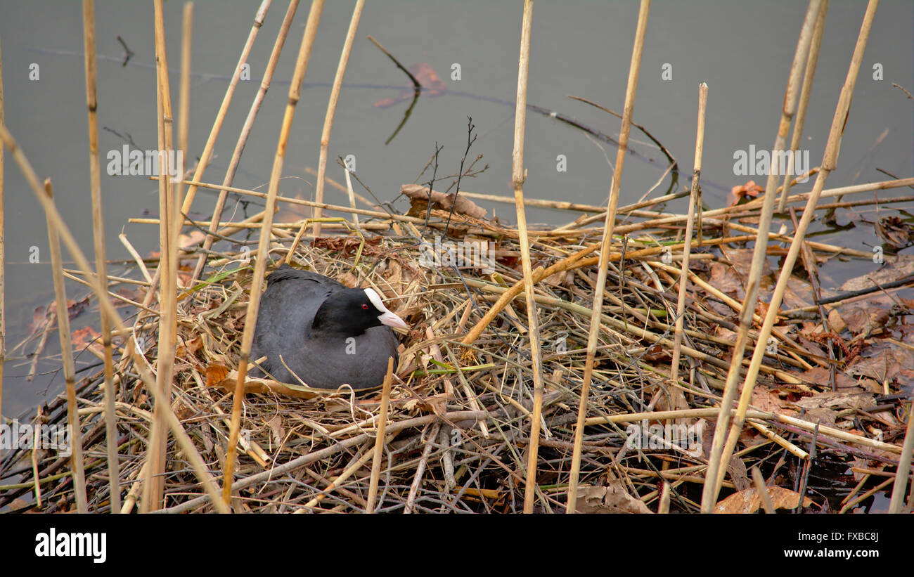 View through the reed on a coot breeding in it's nest Stock Photo - Alamy