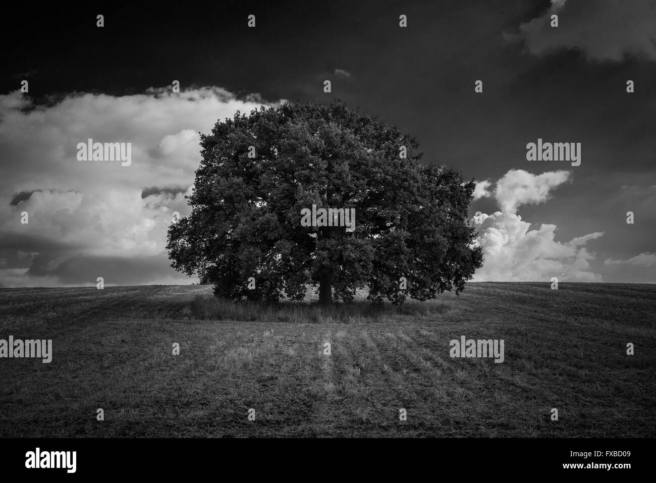 Beautiful view black tree Black and White Stock Photos & Images - Alamy
