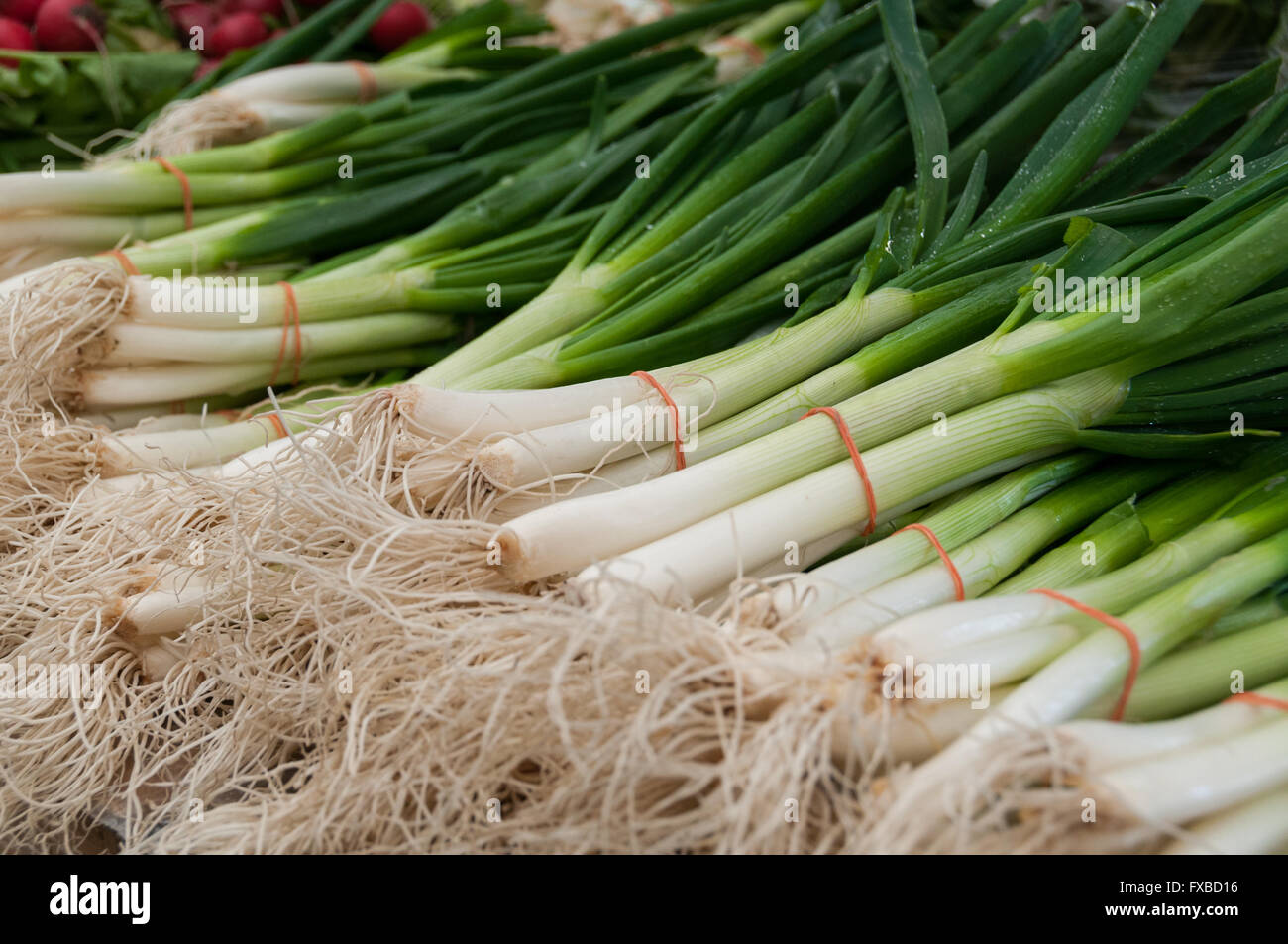 Spring onions hi-res stock photography and images - Alamy