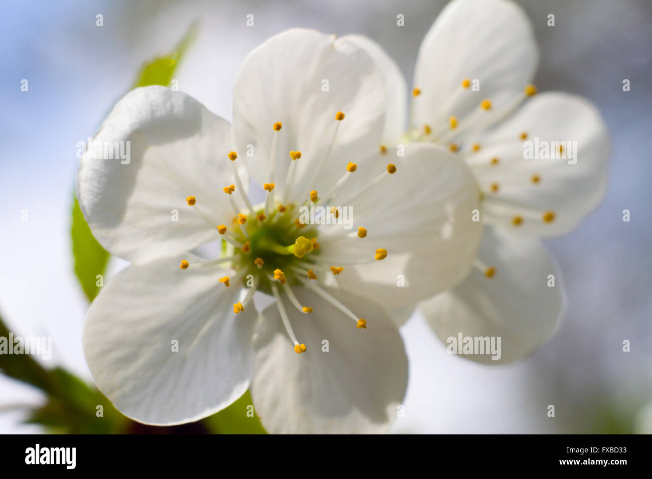 White cherry flower blossom in spring Stock Photo - Alamy