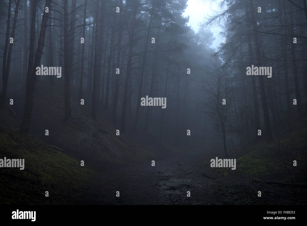 Spooky Misty Foggy Woodland Stock Photo - Alamy