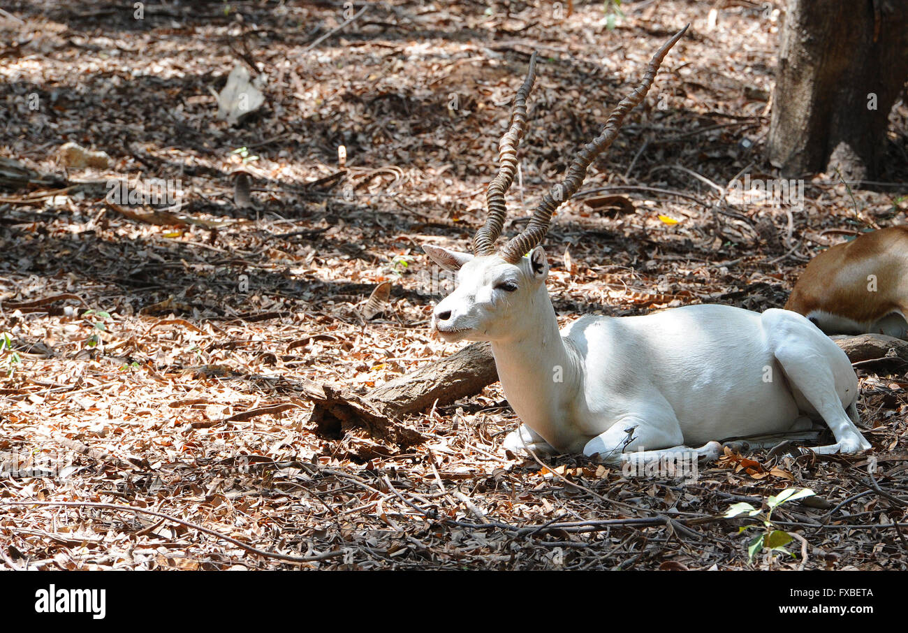 A white black buck (Antelope) spotted at IIT Madras,Chennai,India ...