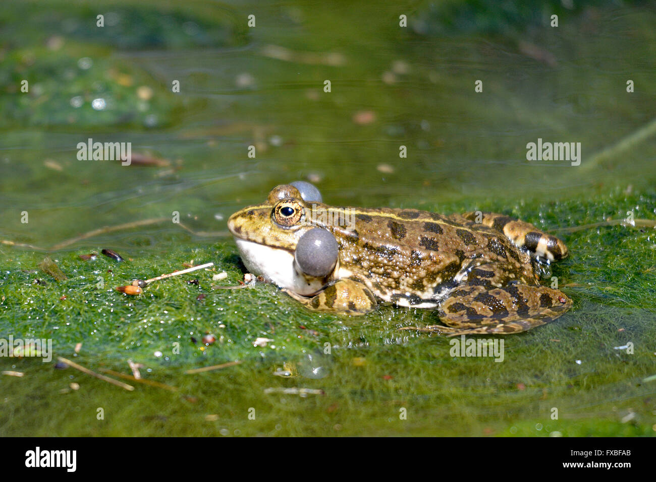 Natterjack toad (Bufo calamita) characteristic yellow line on the back ...