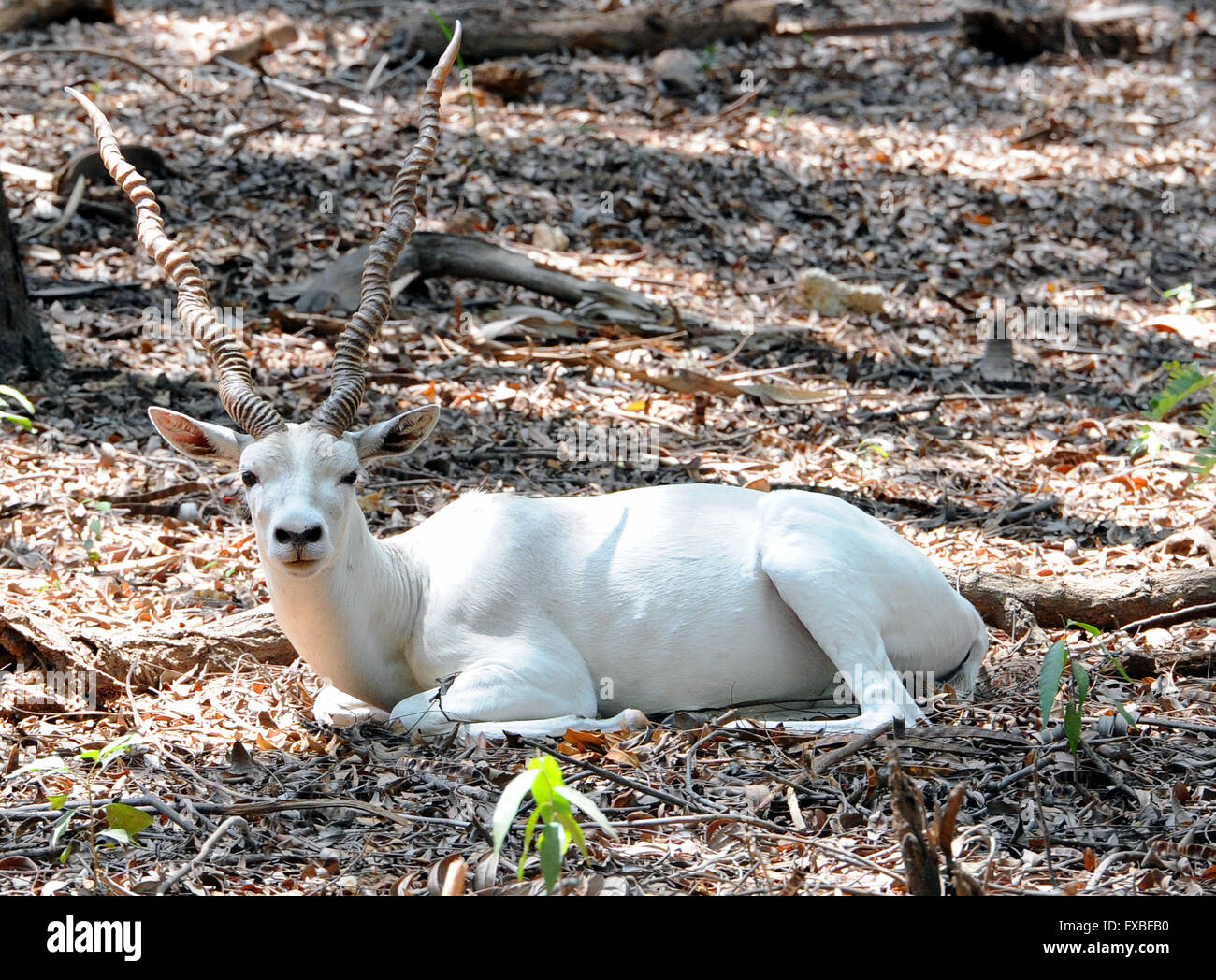 A white black buck (Antelope) spotted at IIT Madras,Chennai,India ...