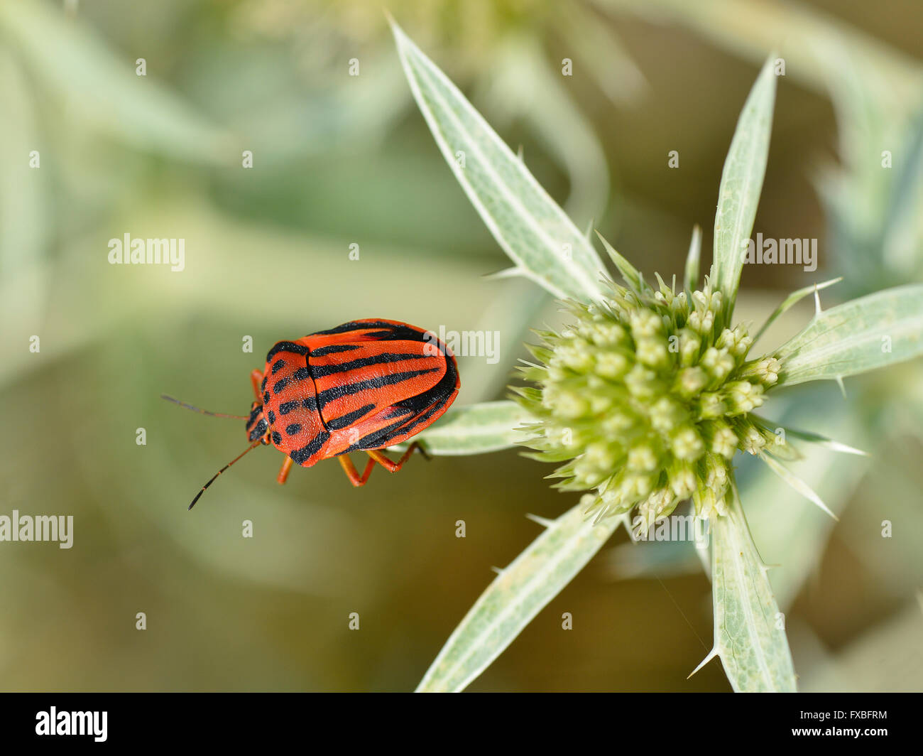 Graphosoma semipunctatum on thistle Eryngium genus Stock Photo - Alamy