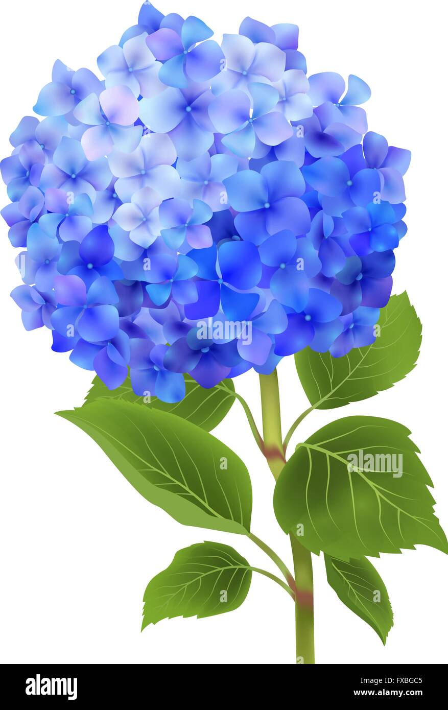 Blue Hydrangea Isolated Stock Vector Image & Art - Alamy