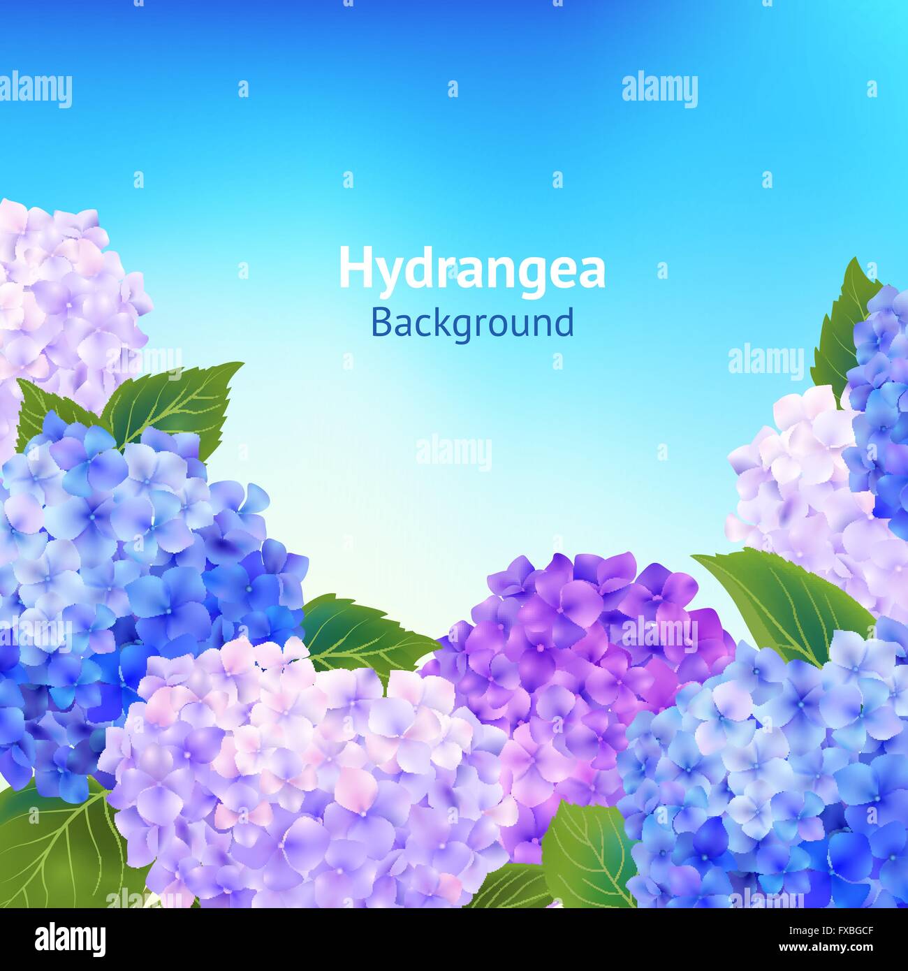 Hydrangea Flowers Background Stock Vector Image & Art - Alamy