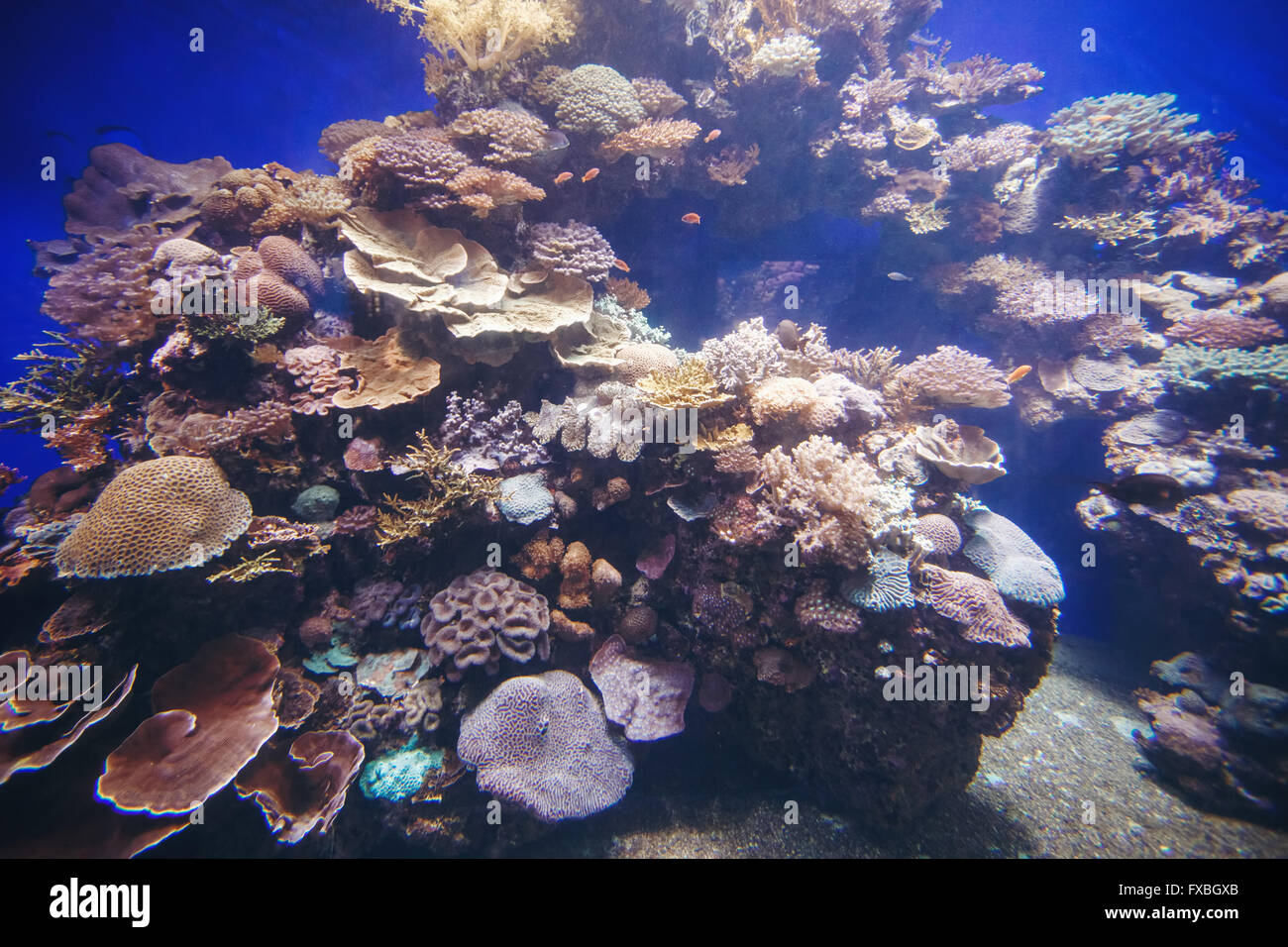 Underwater Background. Tropical Aquarium with Small Fishes and Corals ...