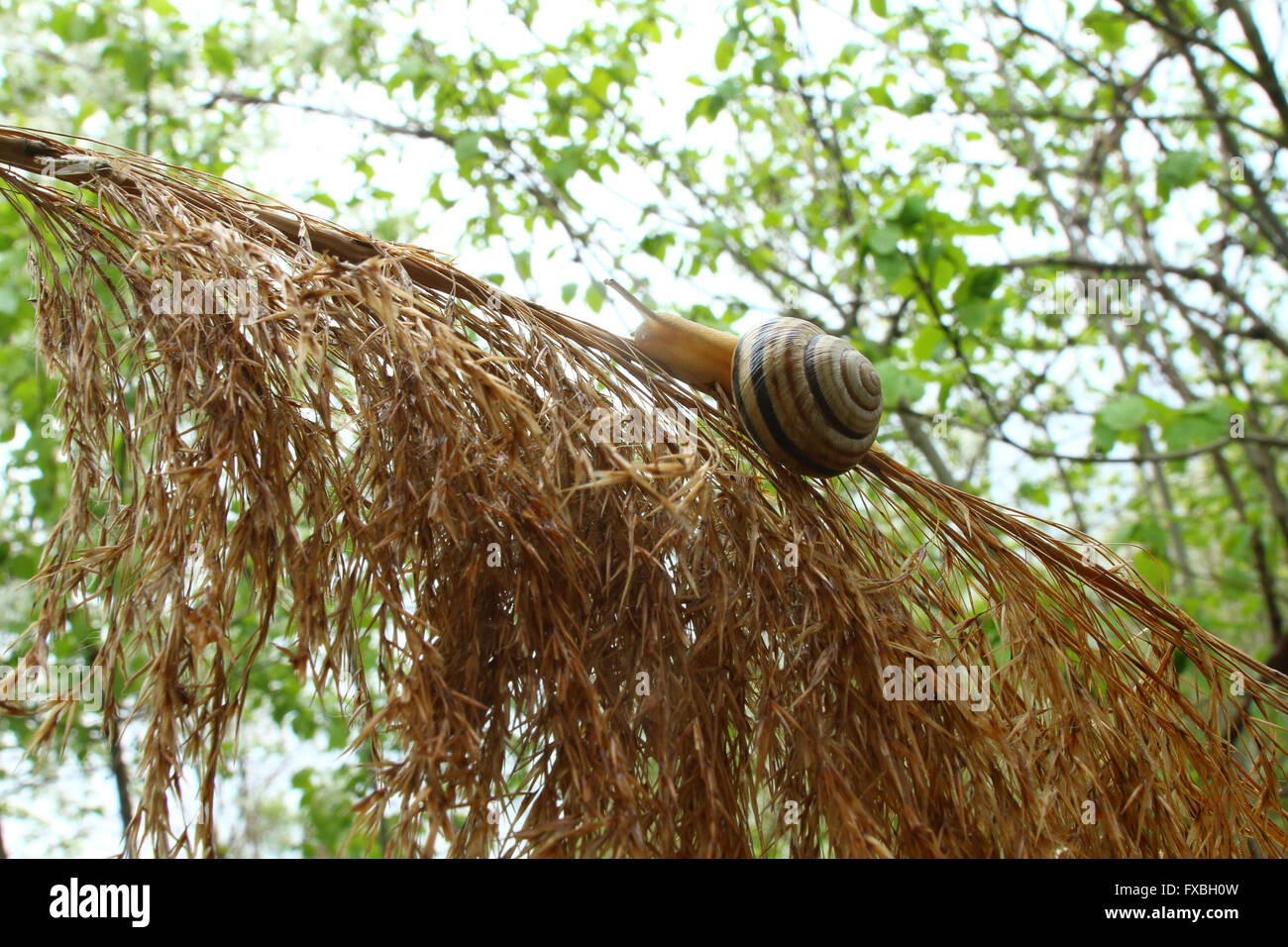 Dry snail hi-res stock photography and images - Alamy
