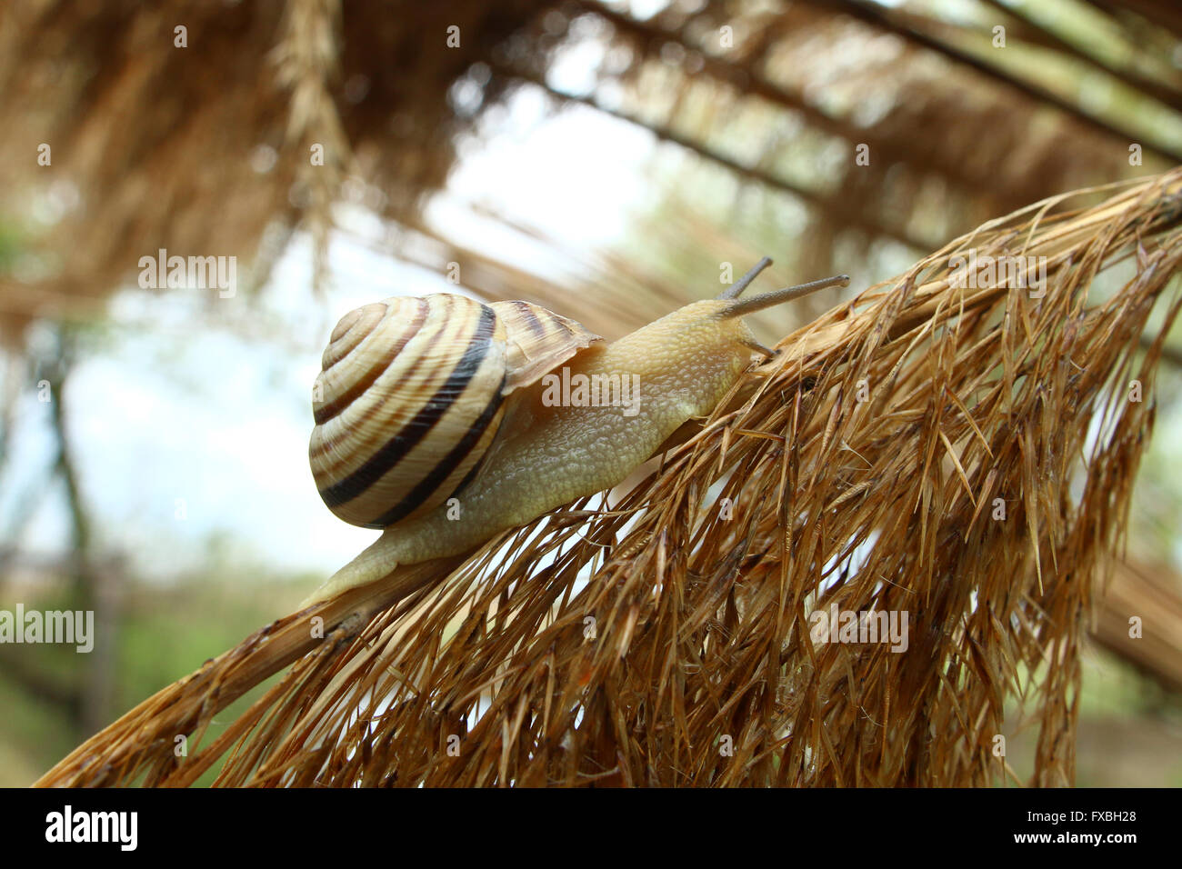 Marsh snail hi-res stock photography and images - Alamy