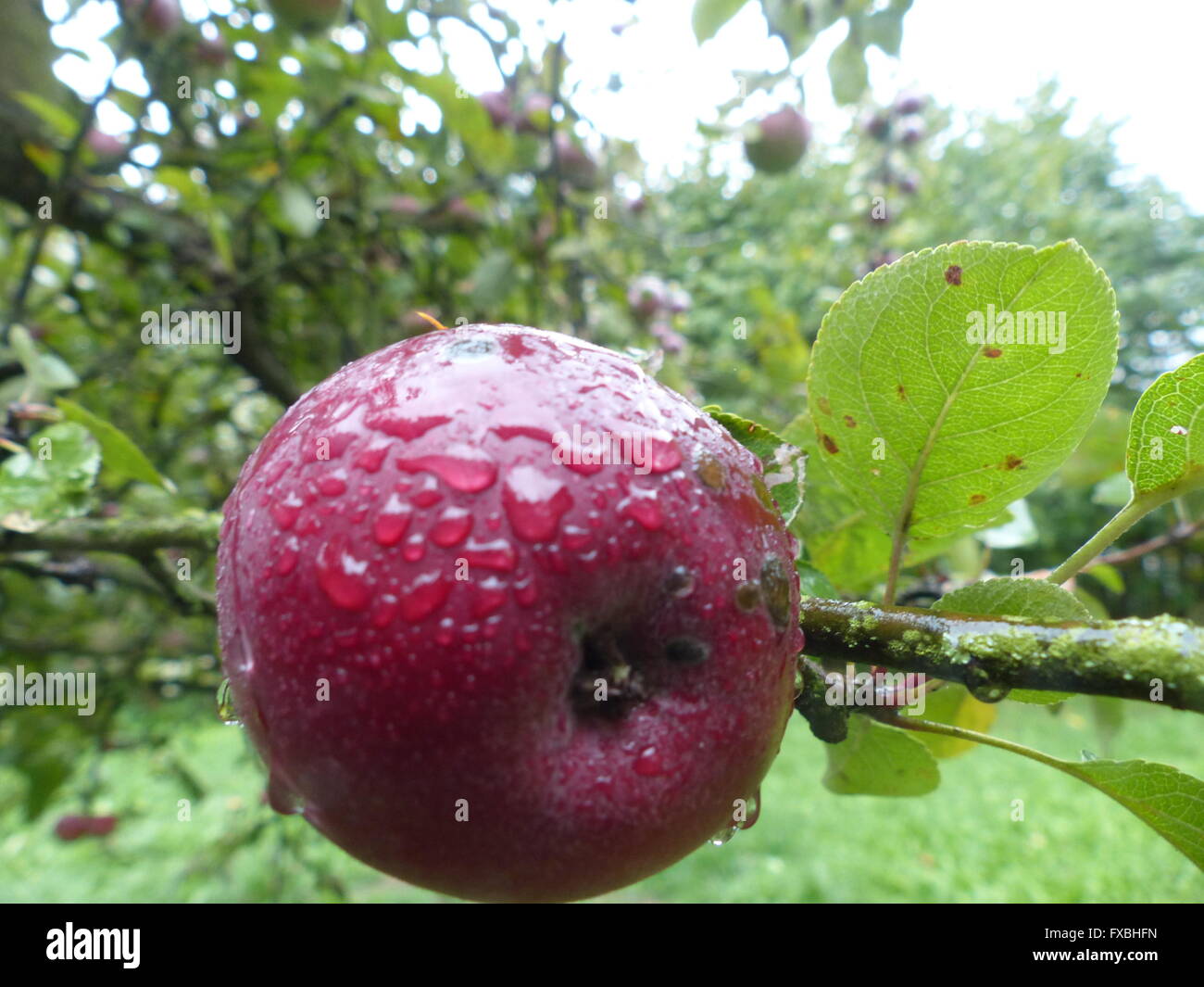 Red apple covered with rain drops Stock Photo - Alamy
