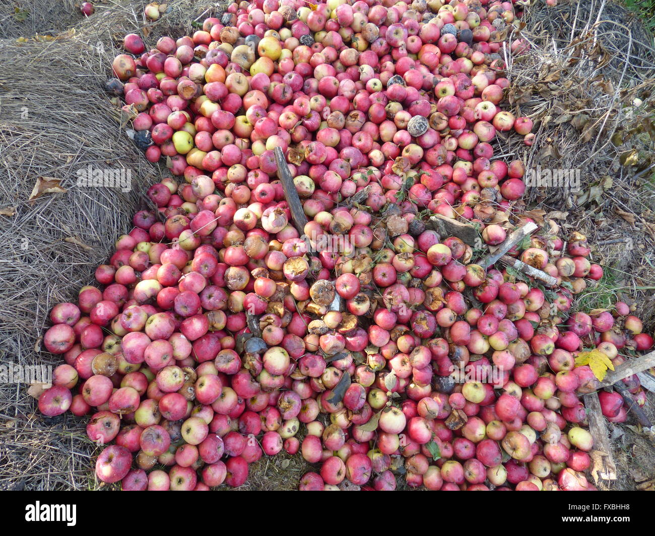 Apples dumped in compost Stock Photo - Alamy