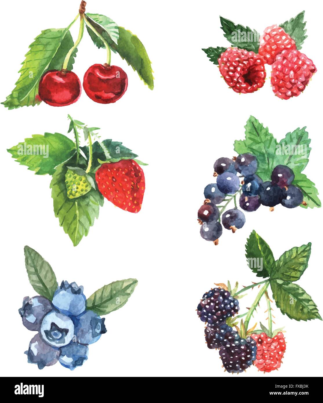 Watercolor Berry Set Stock Vector Image & Art - Alamy