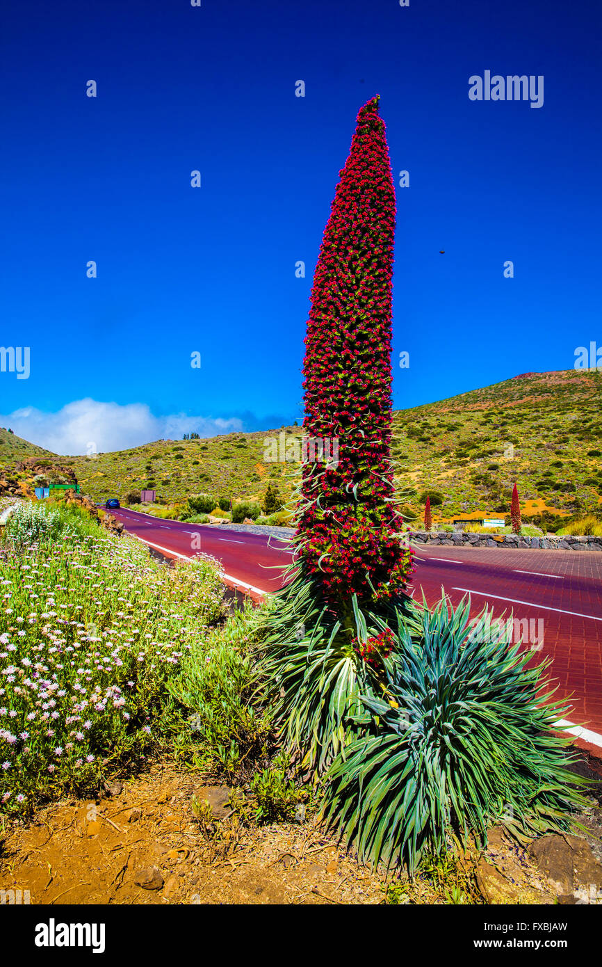 Red tajinaste hi-res stock photography and images - Alamy