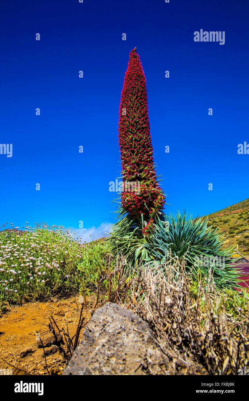 Tajinaste flowers in bloom Stock Photo - Alamy