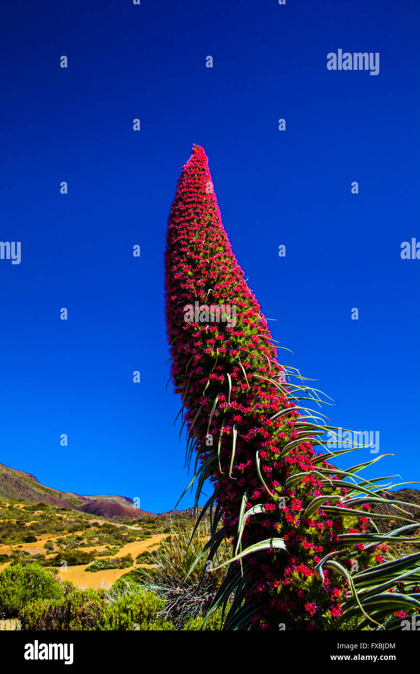 Tajinaste flowers in bloom Stock Photo - Alamy