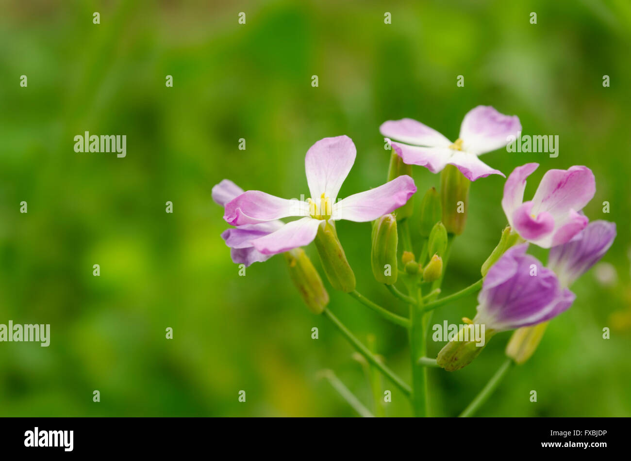 Daikon Radish flower Stock Photo - Alamy