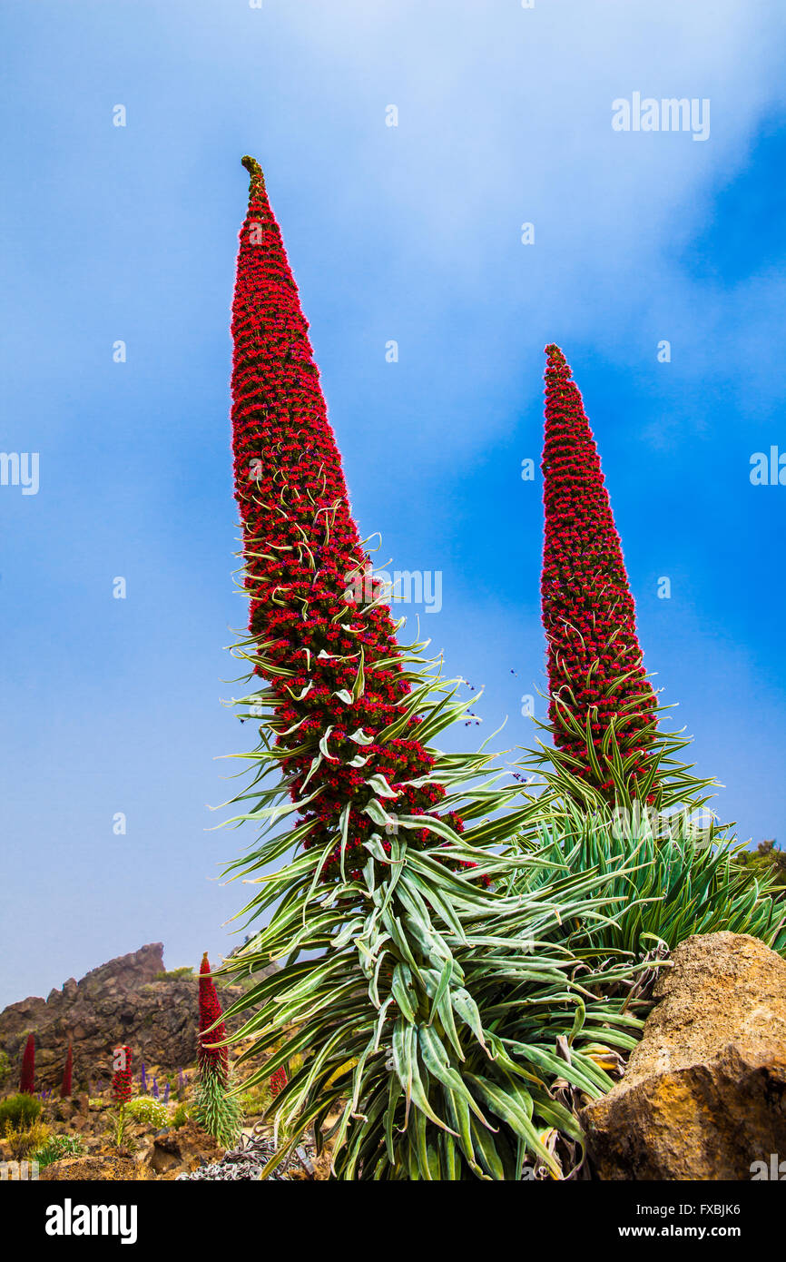 Tajinaste flowers in bloom Stock Photo - Alamy
