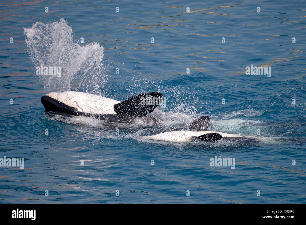 Orca Jumping Backwards