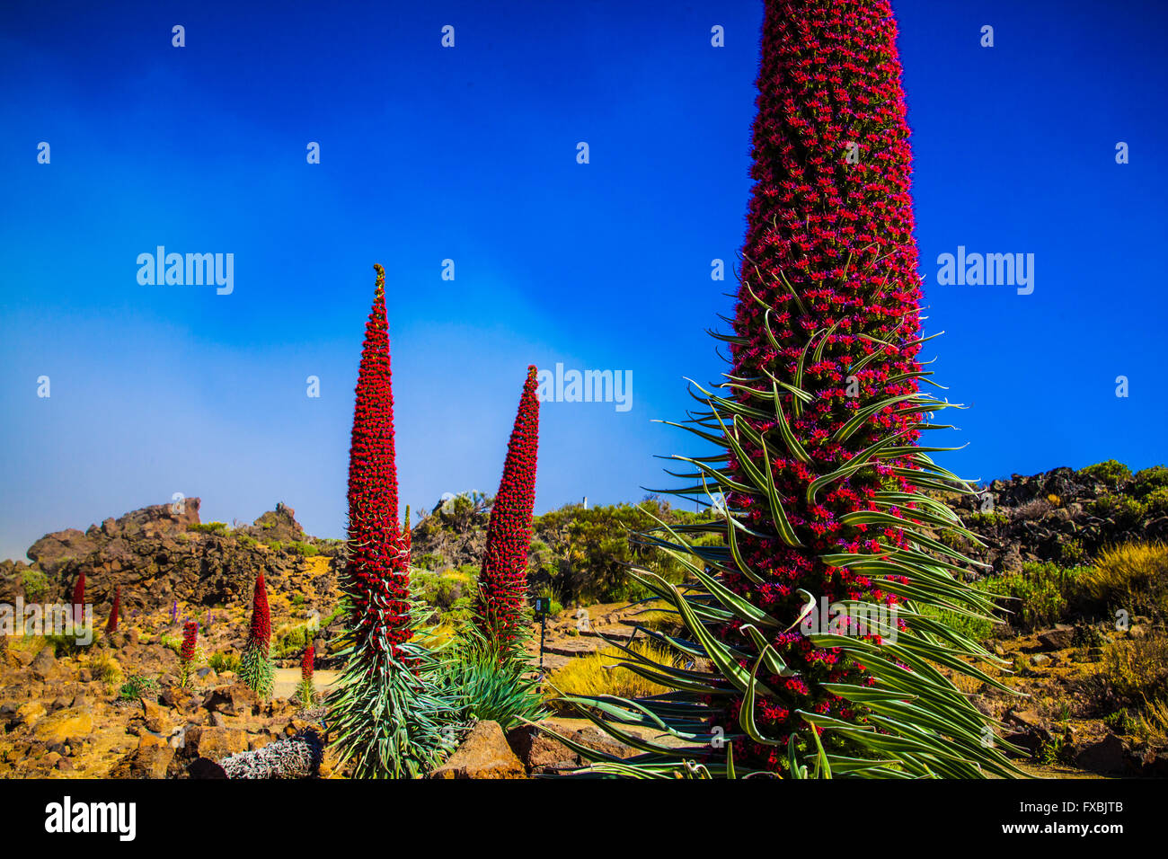 Tajinaste flowers in bloom Stock Photo - Alamy