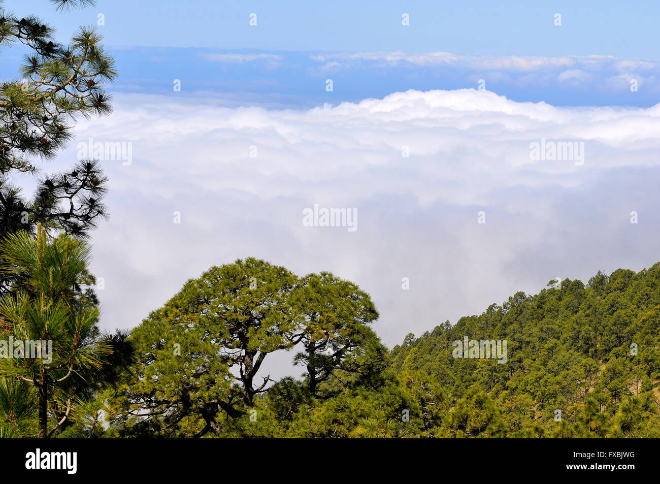 Aerial view of forest of canarian pines (Pinus canariensis) above the ...