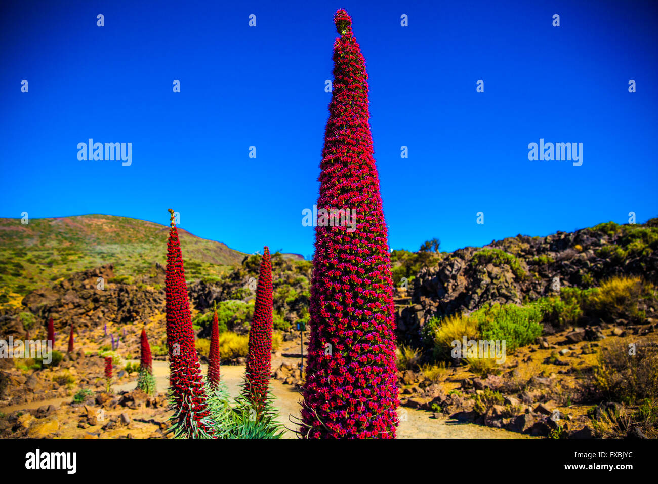 Tajinaste flowers in bloom Stock Photo - Alamy