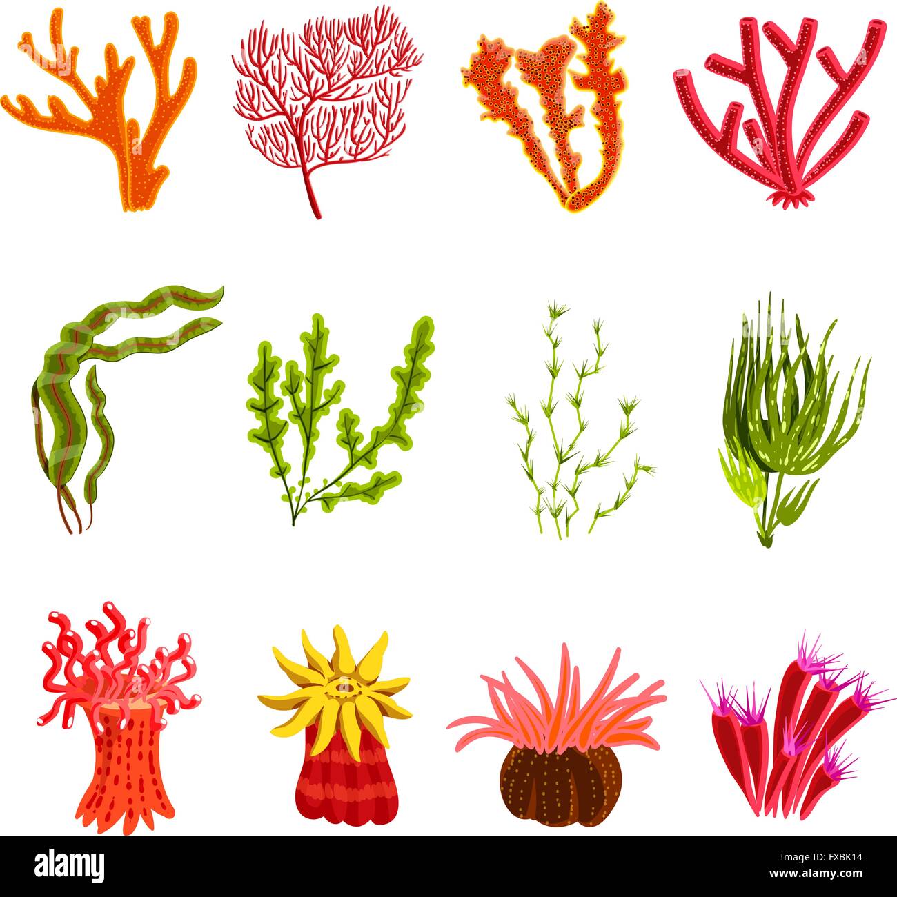 Coral with polyps illustration Stock Vector Images - Alamy