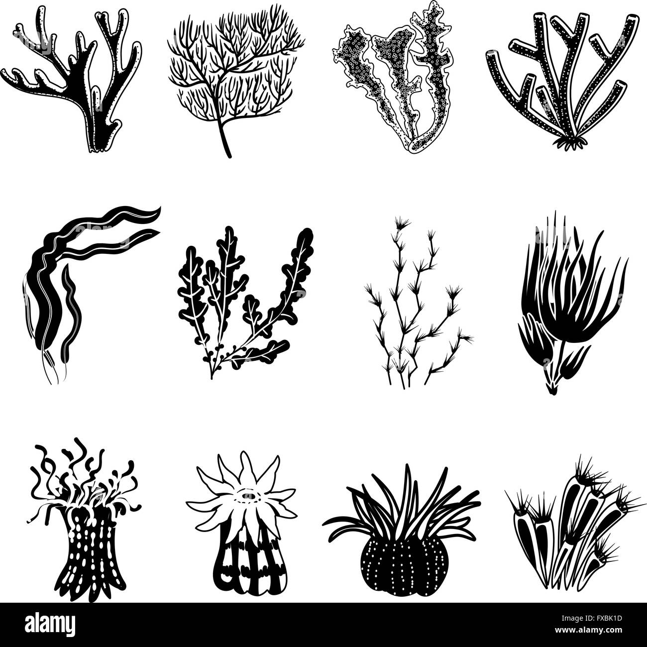 Aquatic plant habitat Black and White Stock Photos & Images - Alamy