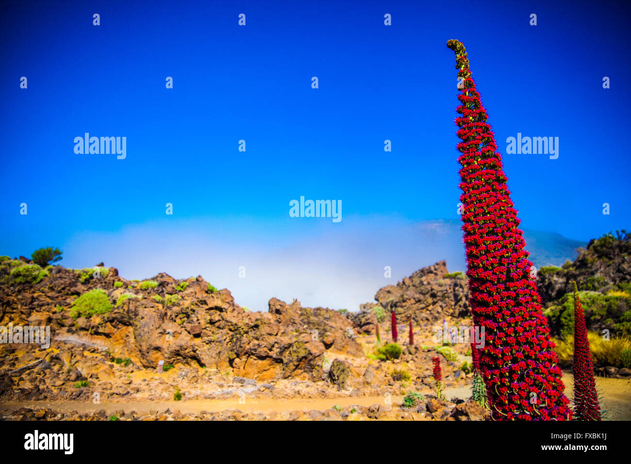 Red flowers endemic teide hi-res stock photography and images - Alamy