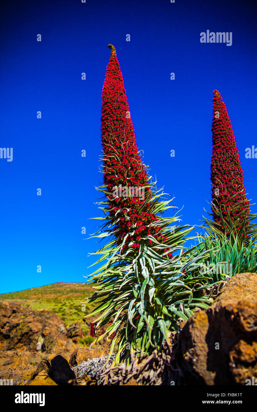 Tajinaste flowers in bloom Stock Photo - Alamy