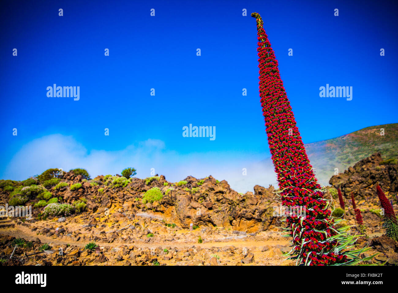 Tajinaste flowers in bloom Stock Photo - Alamy