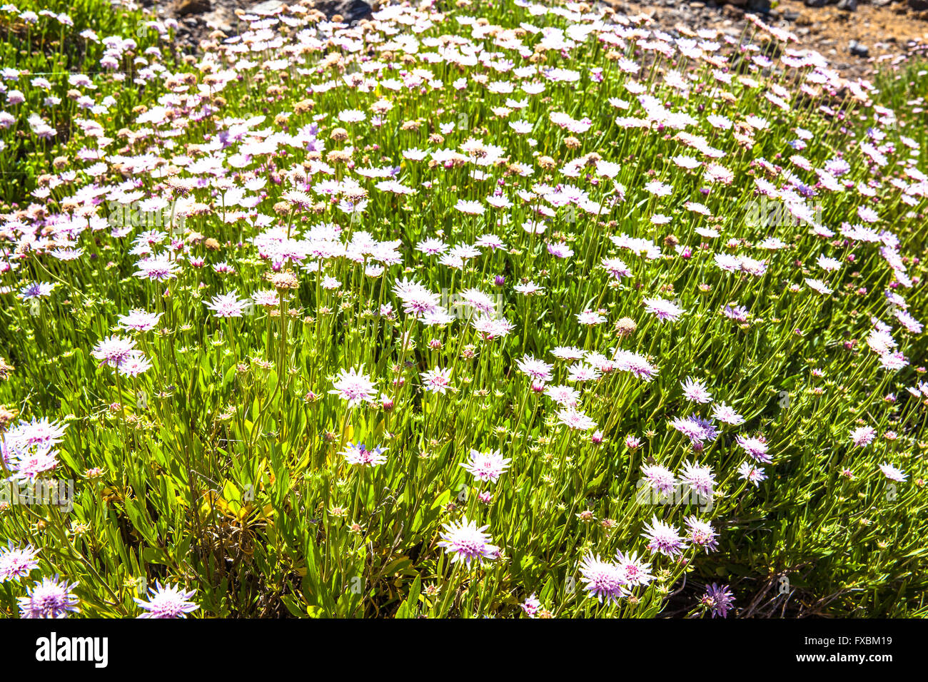 Aulaga hi-res stock photography and images - Alamy