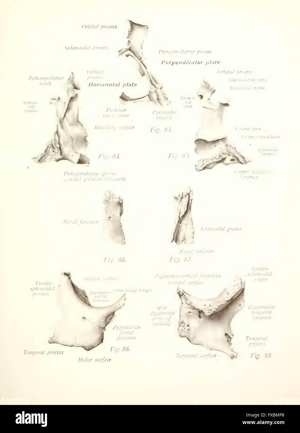 Atlas and text-book of human anatomy by Sobotta, Johannes, 1869-1945 ...