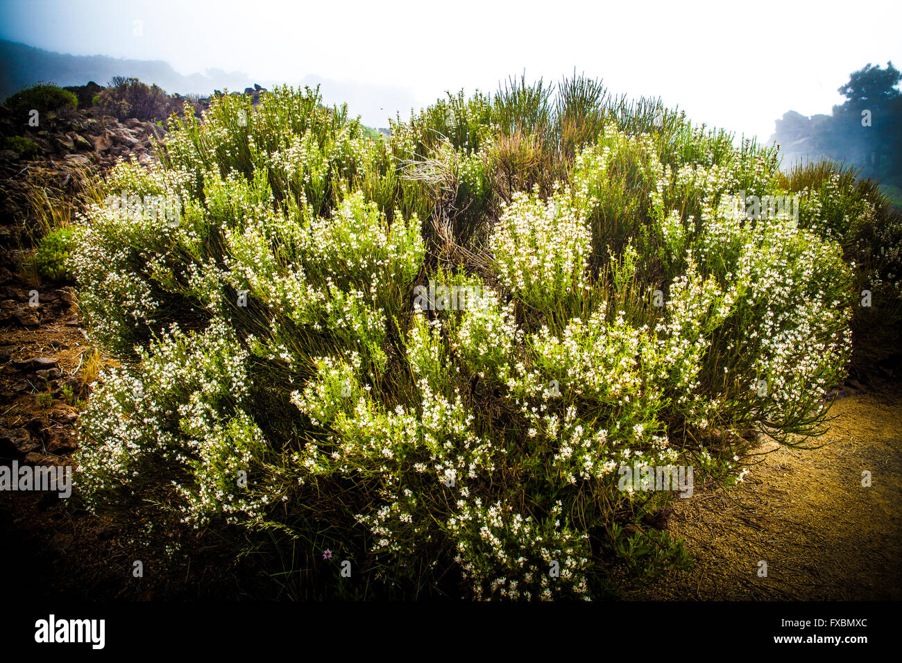 aulaga plant from El Teide mountain Stock Photo - Alamy