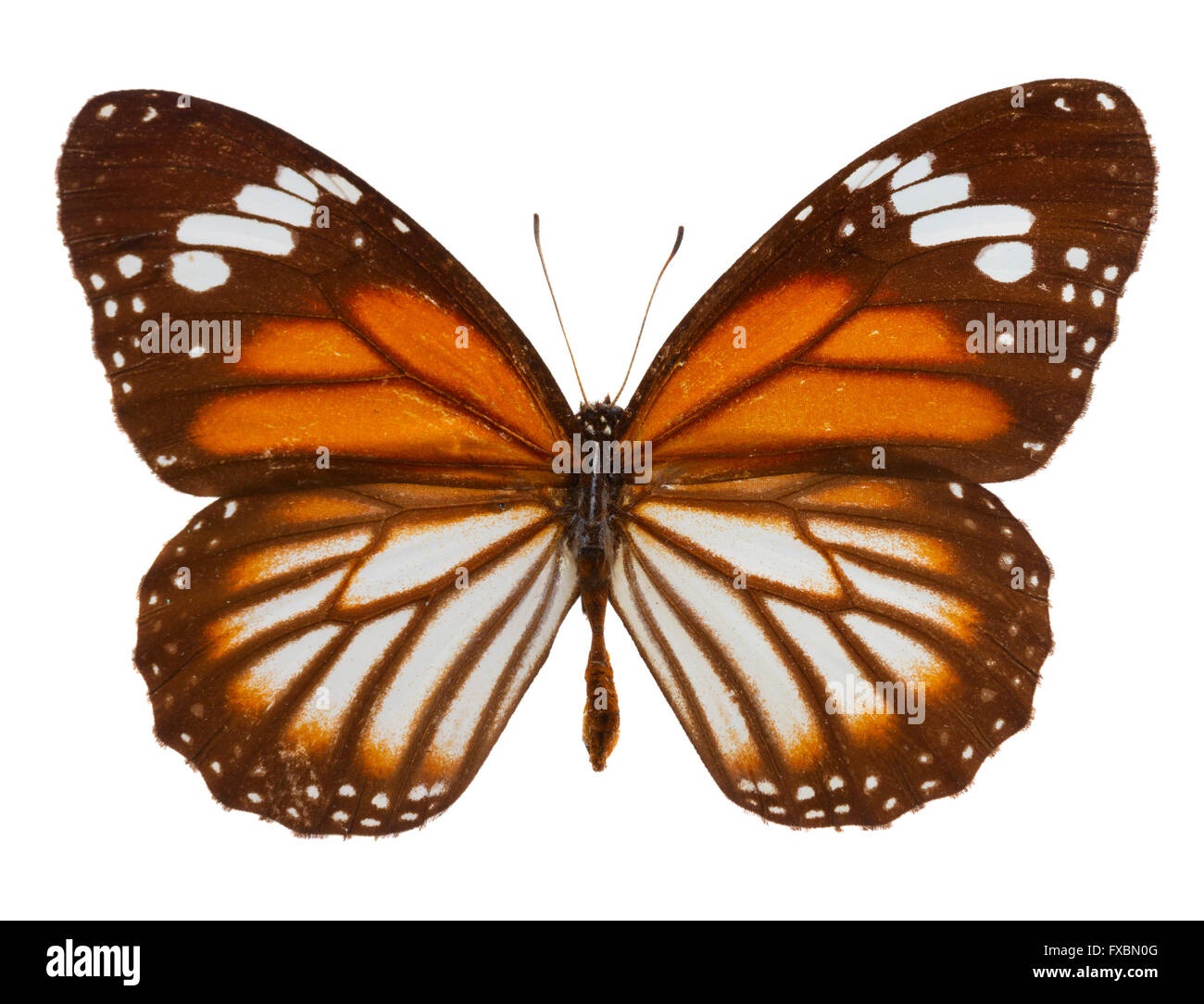 Veined with black Cut Out Stock Images & Pictures - Alamy
