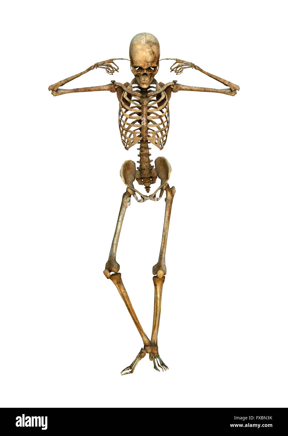 3D Illustration of a human skeleton isolated on white background Stock ...