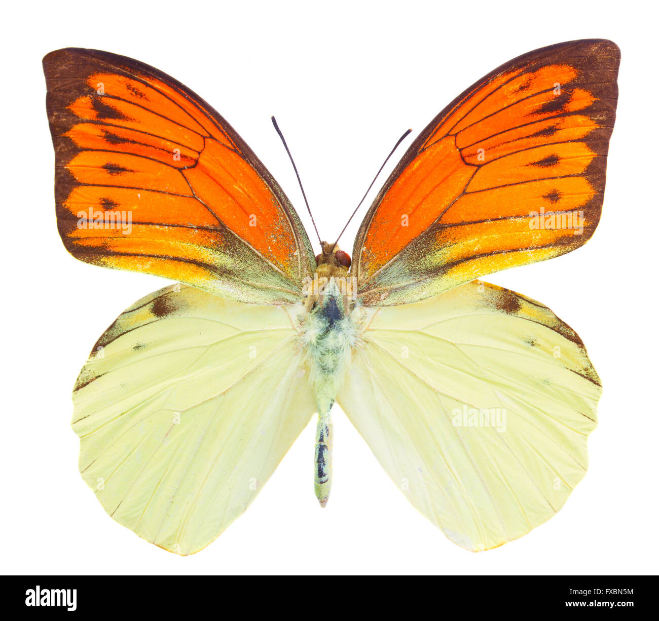 Leucippe High Resolution Stock Photography and Images - Alamy