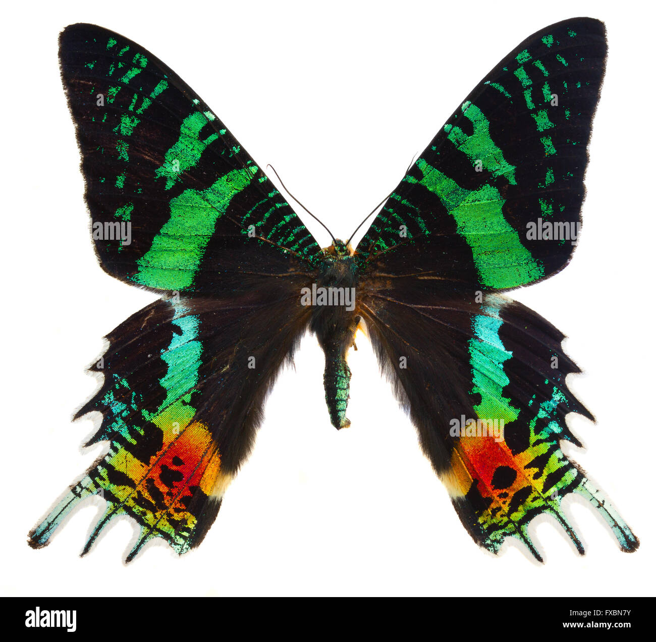 chrysiridia rhipheus butterfly Stock Photo - Alamy