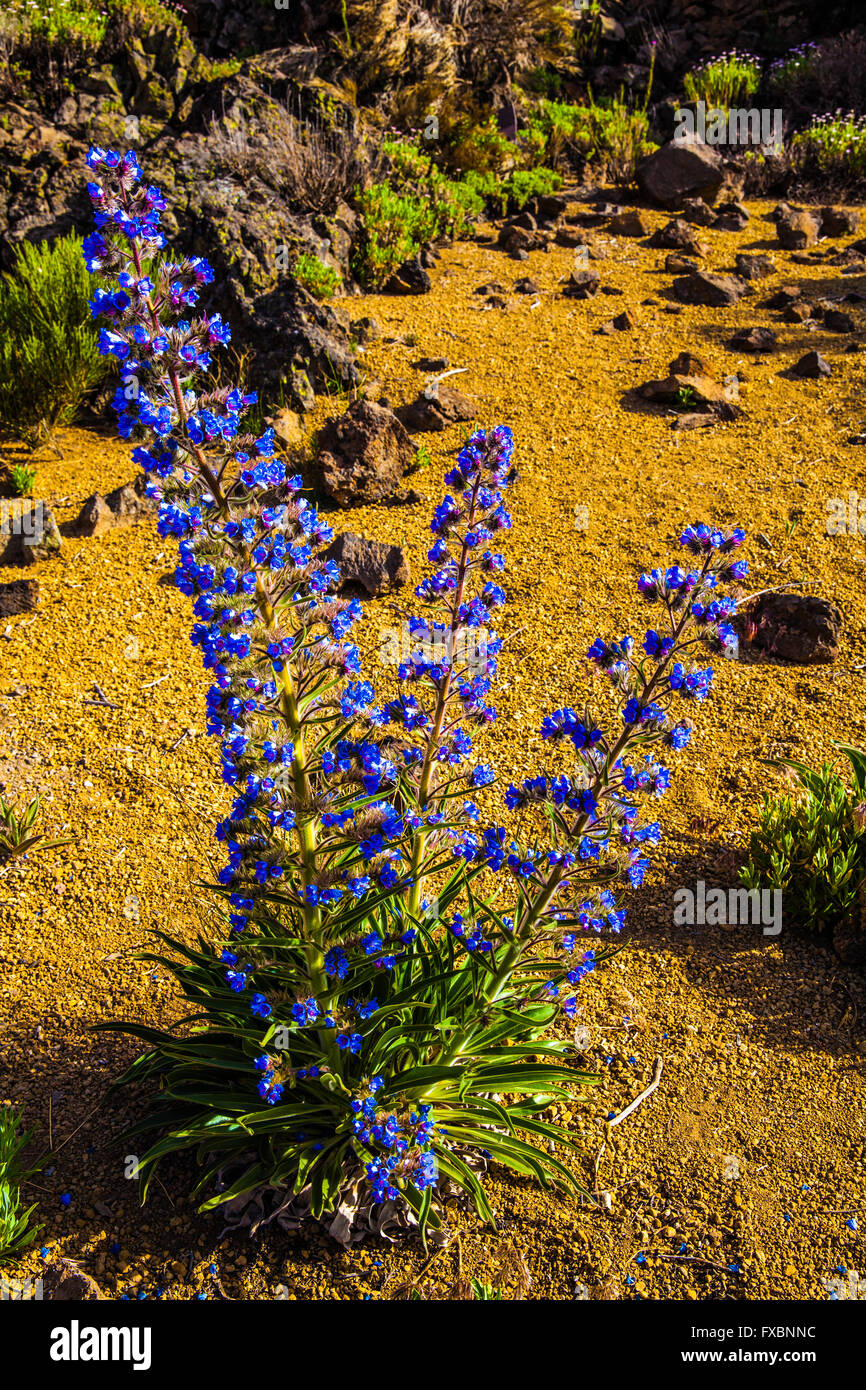 aulaga plant from El Teide mountain Stock Photo - Alamy
