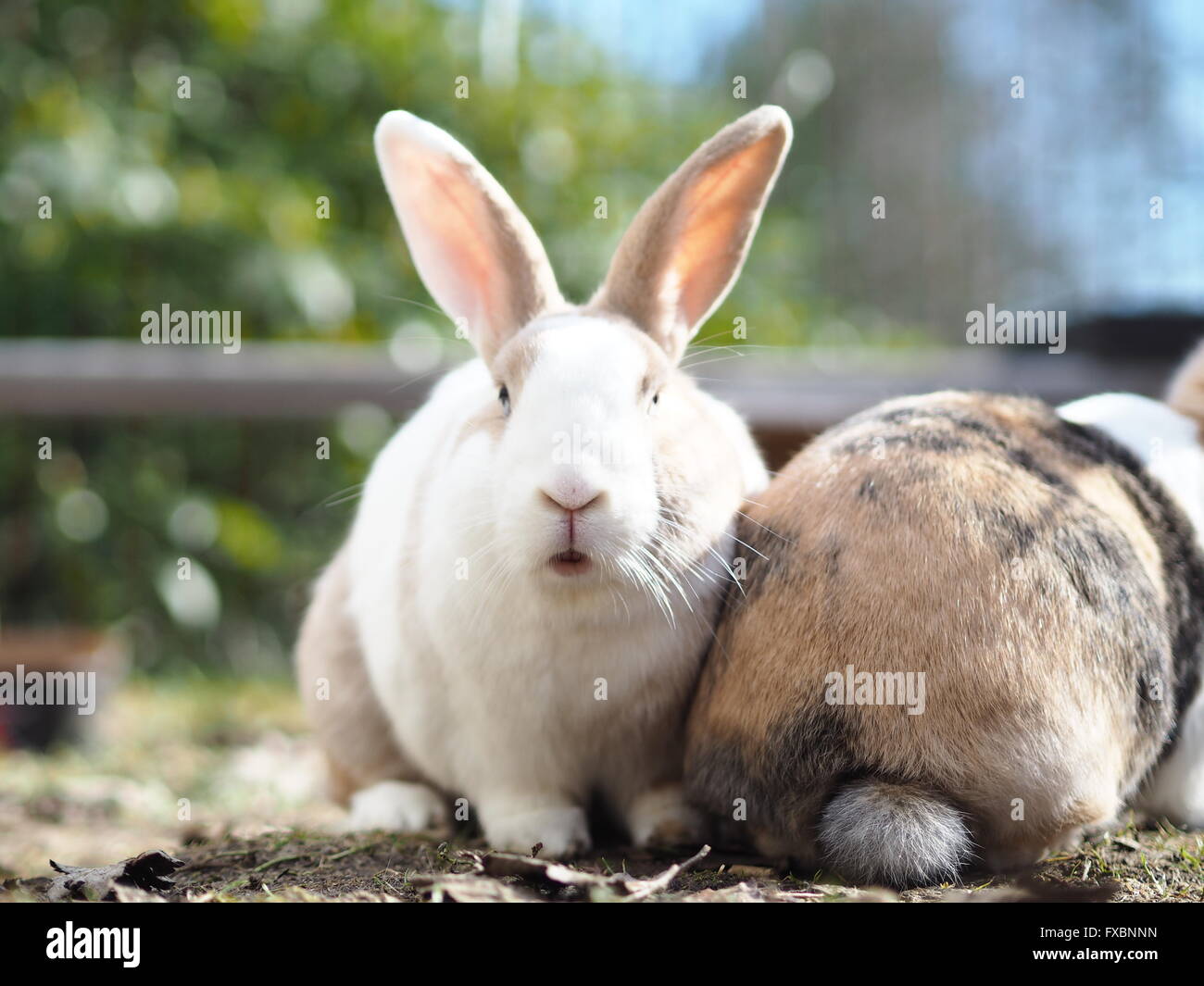 Flemish giant hi-res stock photography and images - Alamy